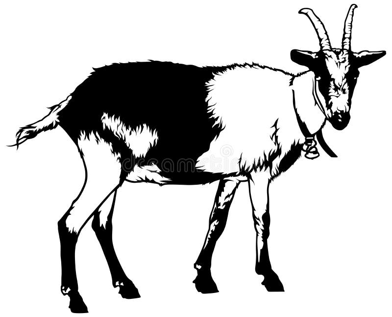 Goat from Side View stock vector. Illustration of farming - 66647370