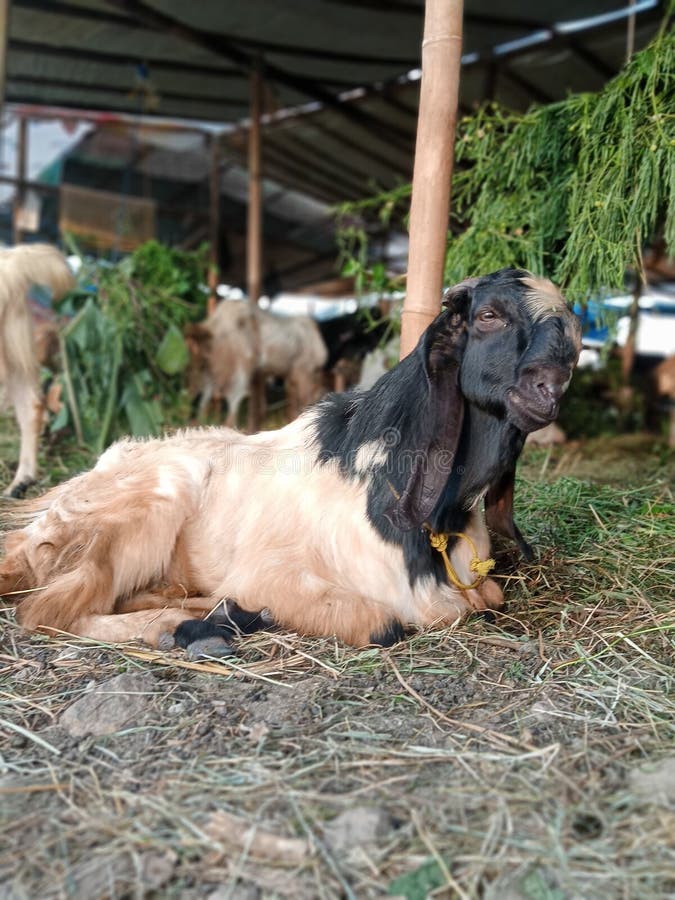 Goat Sit on the Ground Like Thingking Stock Image - Image of thingking ...
