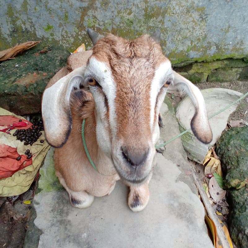 Goat sit in the wall slap stock photo. Image of goat - 184320432