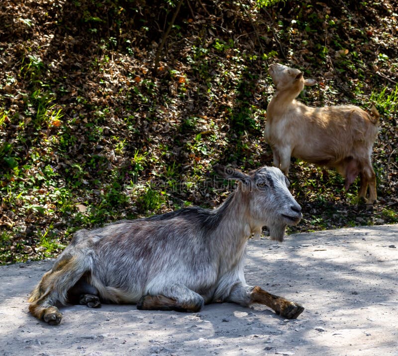 1,942 Sitting Goat Photos - Free & Royalty-Free Stock Photos from ...