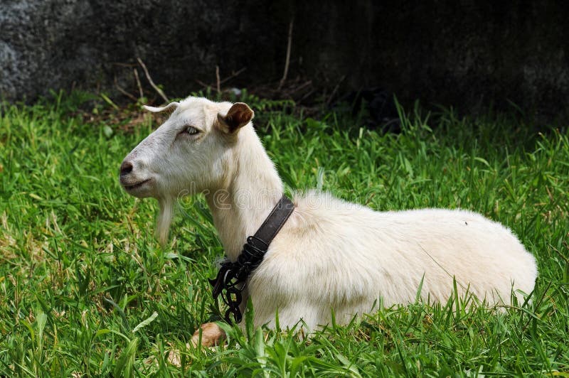 762 Goat Pose Stock Photos - Free & Royalty-Free Stock Photos from ...