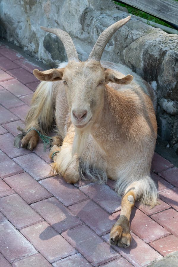 Goat Sitting on the Ground. Stock Photo - Image of alone, outdoors ...