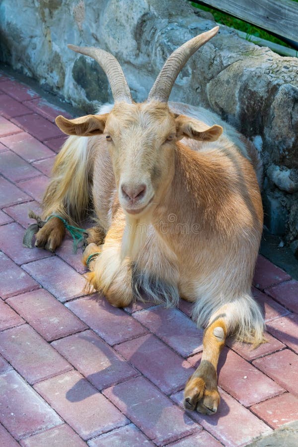 The Goat is Resting on the Ground. Stock Photo - Image of wildlife ...