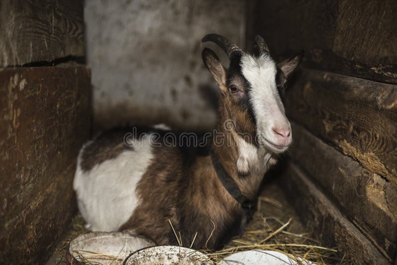 Goat Sitting on Hay in the Stable, Household Stock Image - Image of ...