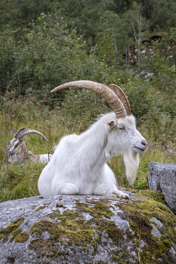 Norway - Goat stock image. Image of natural, livestock - 6919979