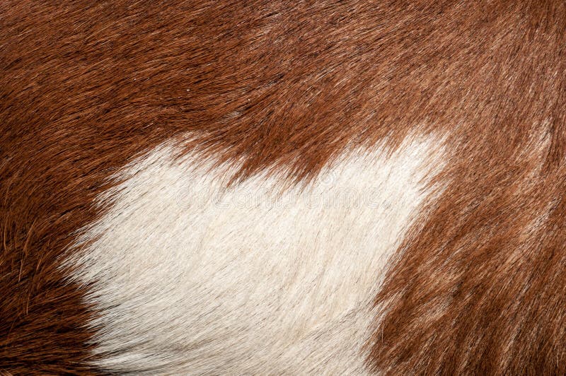 658 Goat Skin Color Stock Photos - Free & Royalty-Free Stock Photos ...