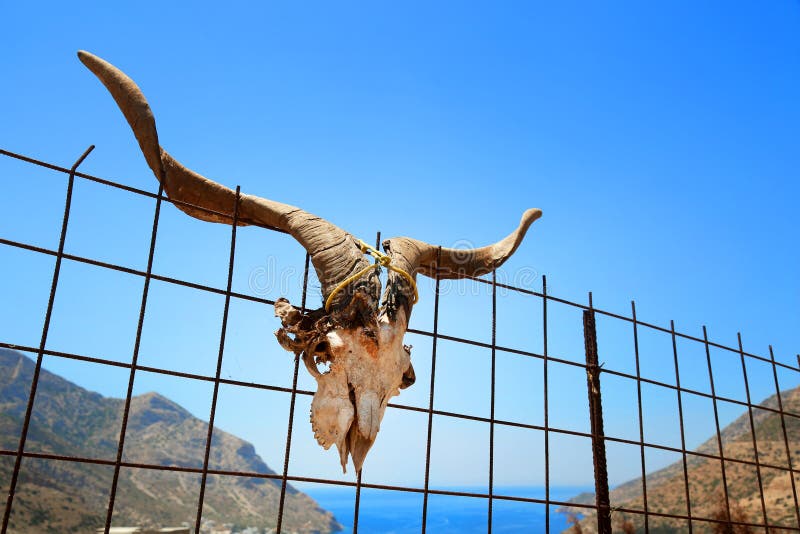 Goat Skull Hang on a Metallic Fence Stock Photo - Image of metallic ...