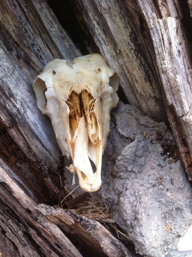 Goat skull stock image. Image of death, apocalyptic, decay - 60553587