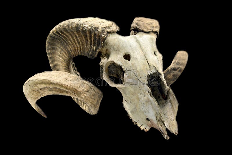 Goat Skull Complete