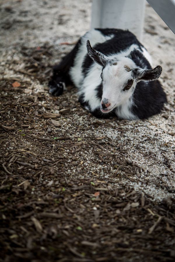 Sleeping Billy Goats stock photo. Image of childrens - 55517130