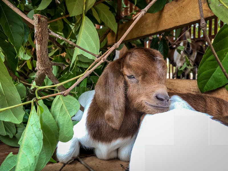 The goat sleeps stock image. Image of corral, lamb, brown - 112461675