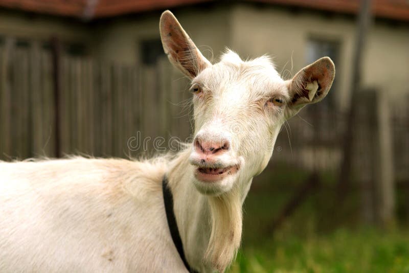 Goat smile stock photo. Image of white, furry, funny, smile - 1935792