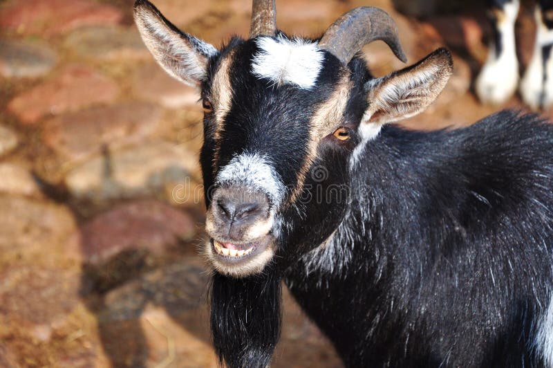Goat smile stock image. Image of muzzle, close, livestock - 23888387