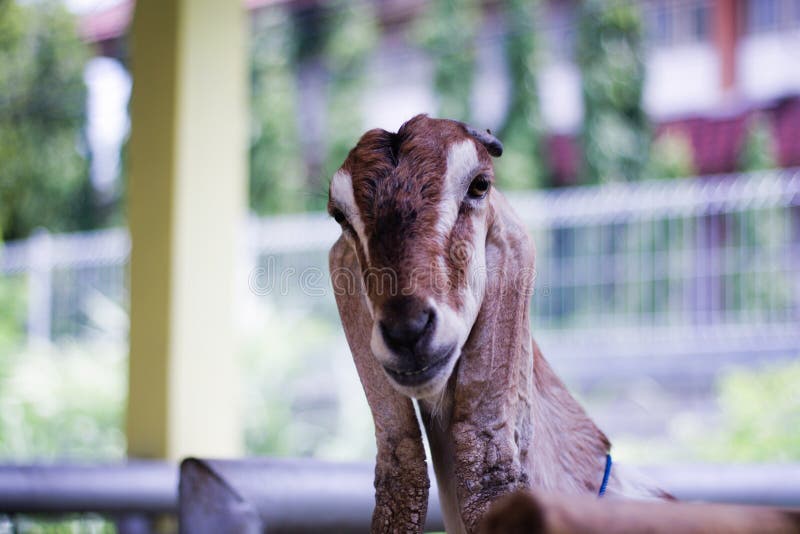 Goat Smiles: the Joyful Expression of a Misunderstood Animal Stock ...
