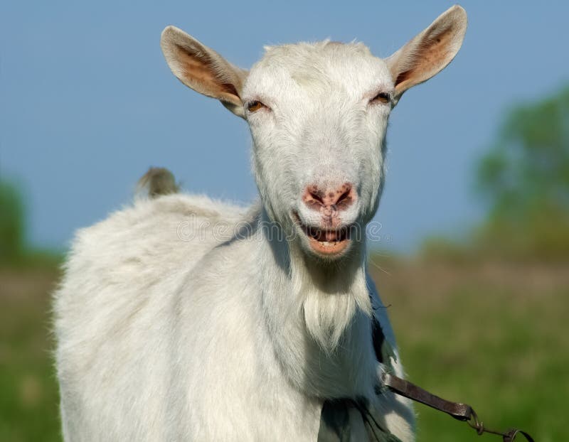 Goat smiling stock image. Image of livestock, grazing - 47707411