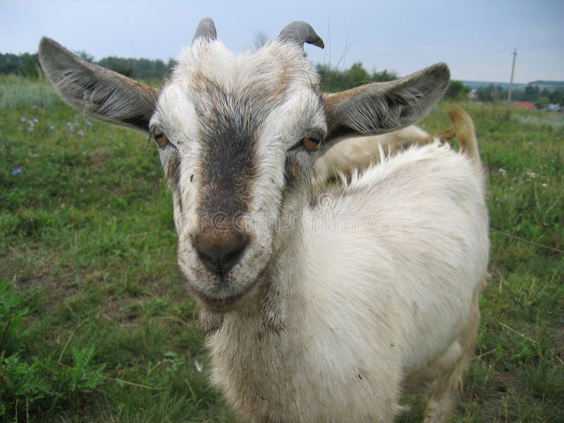 The goat is smiling stock photo. Image of farm, horn - 348688260