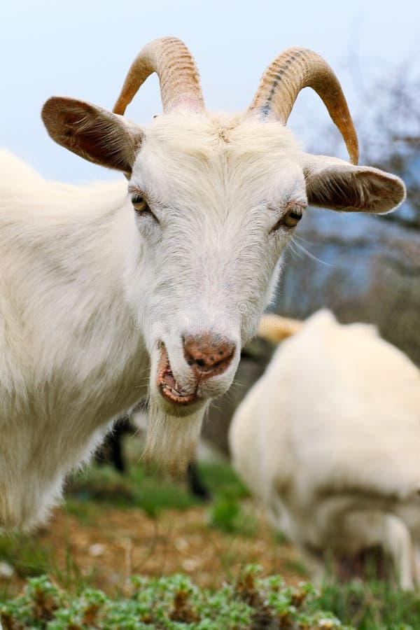 Billy Goat stock photo. Image of beard, nature, horns, sweet - 200814