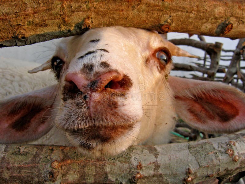 Goat Snout Poked Fence Stock Photos - Free & Royalty-Free Stock Photos ...