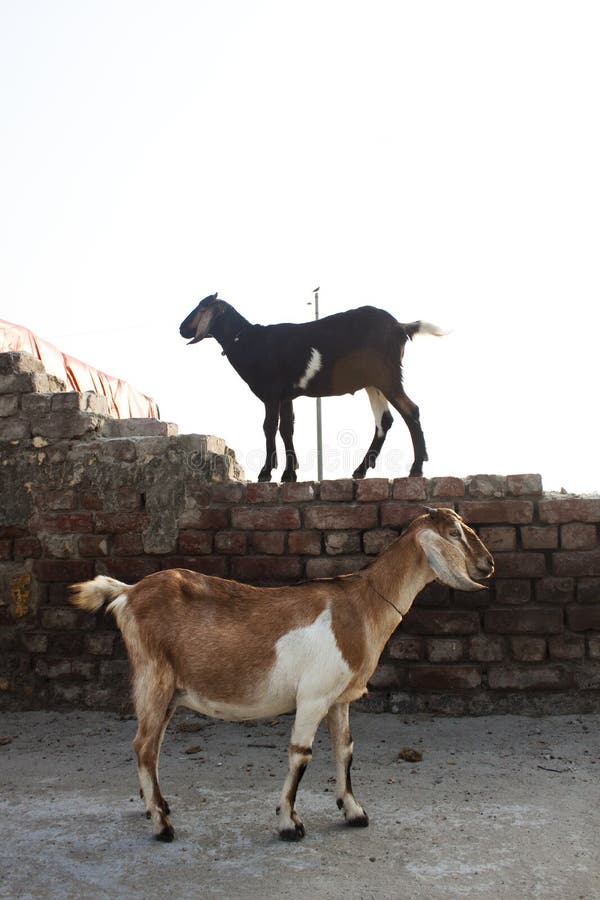 Goat stock image. Image of adult, bangladeshi, environment - 175906071