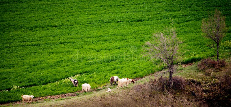 Goat in spring meadows stock photo. Image of domestic - 40696942
