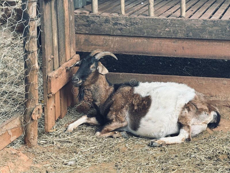 Goat in Stable stock photo. Image of people, farming - 380194806