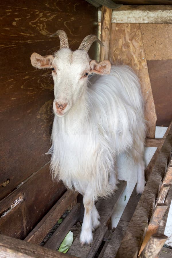 Goat in stall stock photo. Image of green, farm, female - 39875156