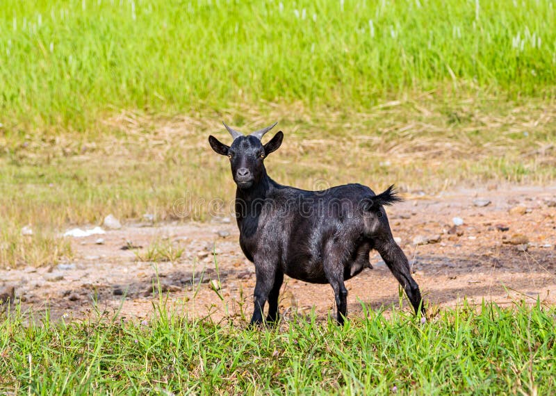 Green meadow background stock photo. Image of abstract - 31434258