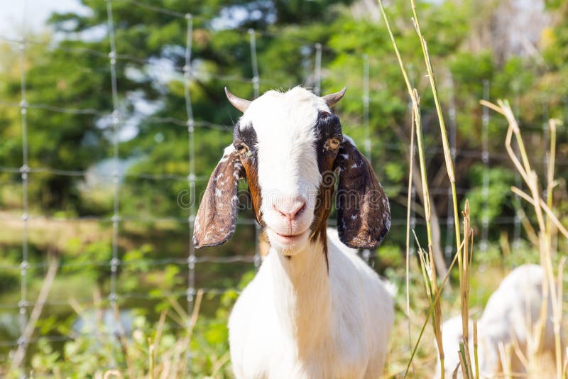 Goat stock image. Image of child, farm, mammals, hircus - 52577799