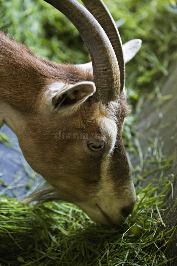 Goat stock photo. Image of clouds, grass, close, eating - 88627208
