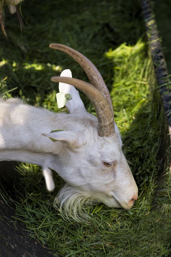 Goat stock image. Image of landscape, autumn, horn, country - 88627393