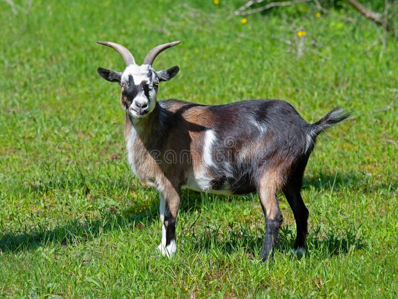 A Goat Standing in the Field Stock Image - Image of domestic, standing ...