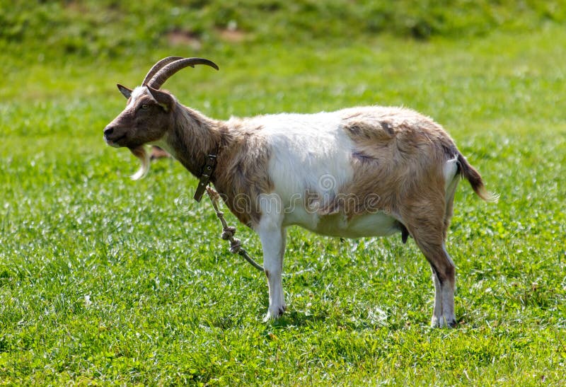 A Goat is Standing in a Grassy Field Stock Photo - Image of summer ...