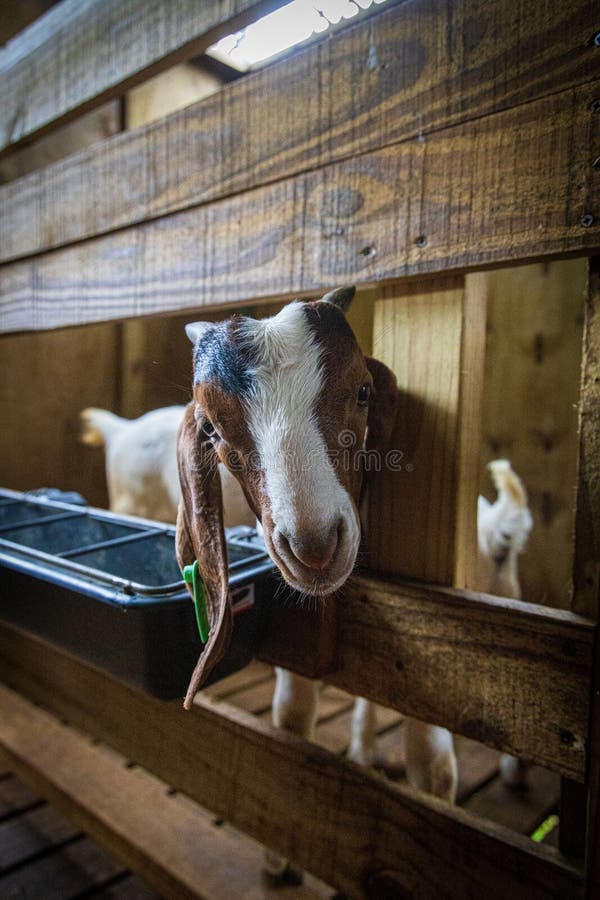 Goat Standing Inside a Rustic Barn with Wooden Walls and Getting Head ...