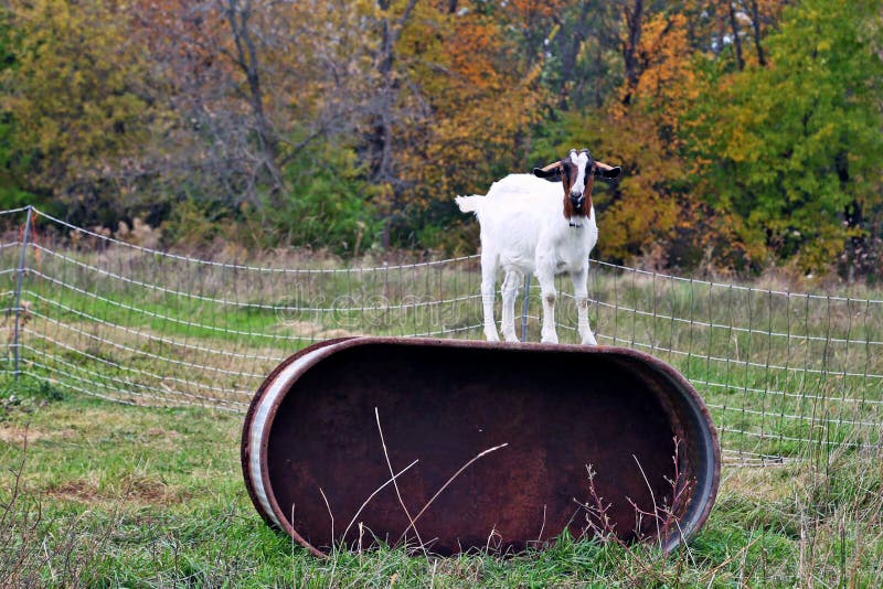 Goat stock image. Image of billy, water, animal, tank - 101901259