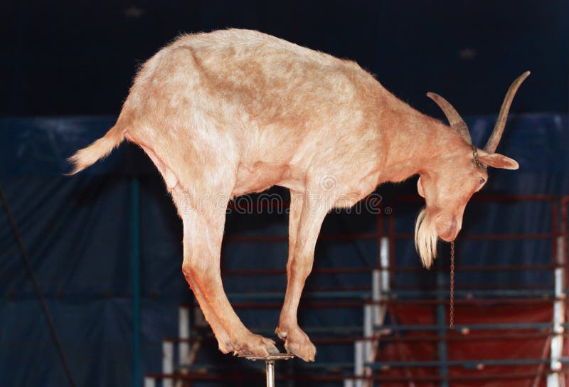 Goat stock image. Image of domestic, environment, curious - 5177541