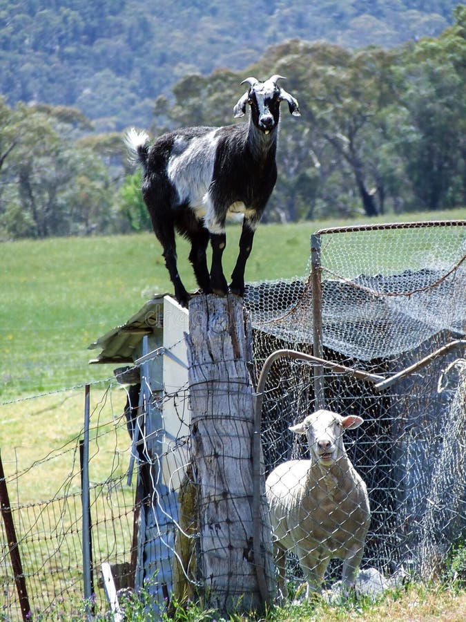 Goat Standing on Post with Sheep Stock Photo - Image of perch, goat ...