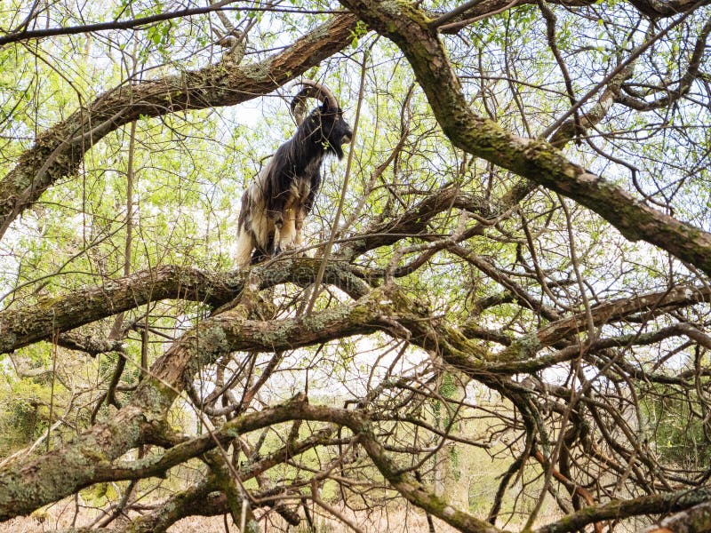 Goat Standing on a Small Branches of a Tree High in the Air. Self ...