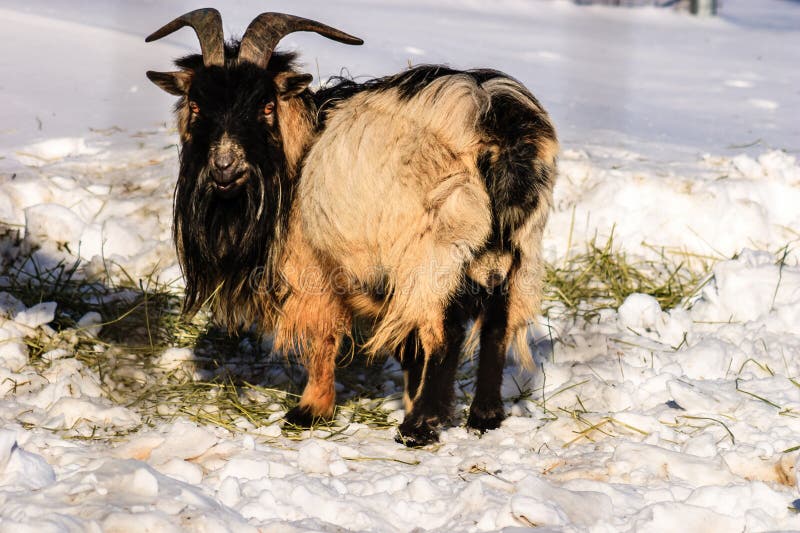 A Goat is Standing in the Snow with Its Head Down Stock Image - Image ...