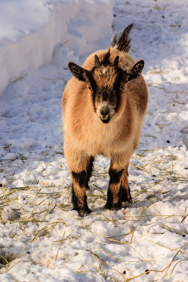 A Goat is Standing in the Snow with Its Head Up Stock Image - Image of ...
