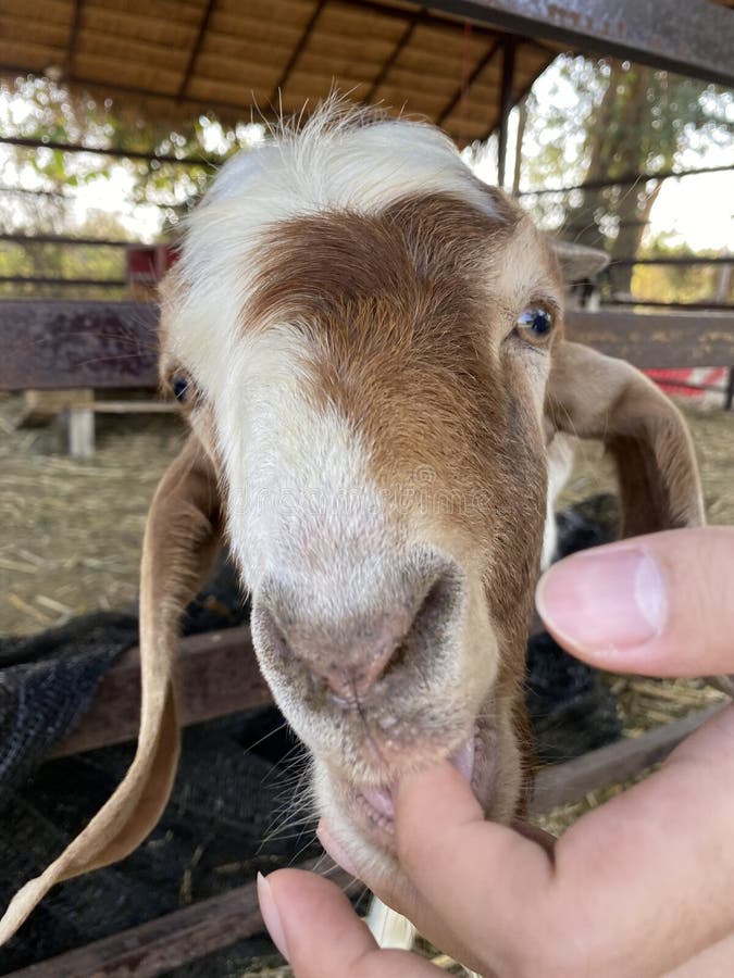 Goat is Standing in the Stall Stock Image - Image of cattle, animals ...