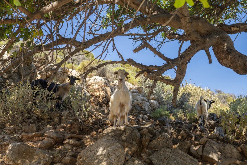 Goat Standing on the Stones in the Shadow of the Tree Stock Image ...