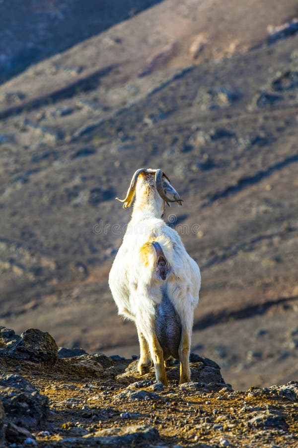 Goat Standing on Top of a Mountain at Lanzarote Stock Image - Image of ...