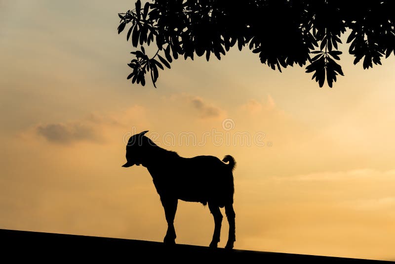 Goat Standing on a Wall Looking Out To the Outside. Stock Image - Image ...