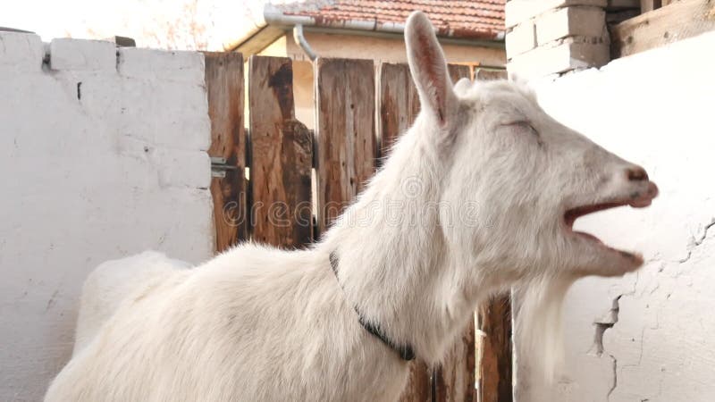 A Goat Standing and Yawning in the Barn Stock Footage - Video of face ...