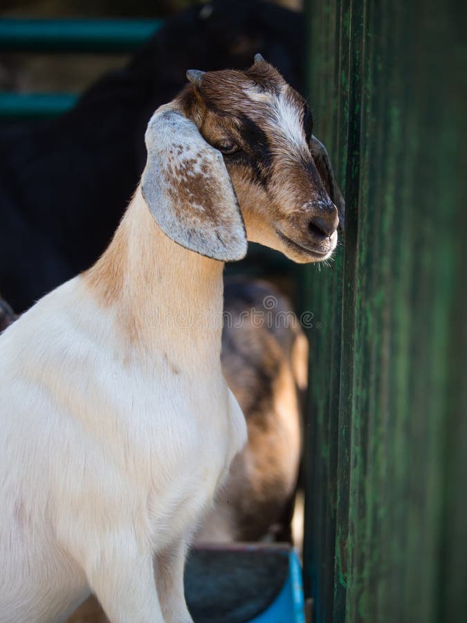 The Goat Stands Calm stock image. Image of grille, background - 96554045