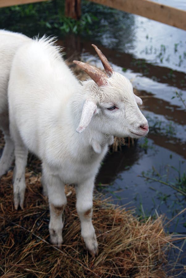 Goat Stands on Hays Surrounded by Water. Stock Photo - Image of grass ...