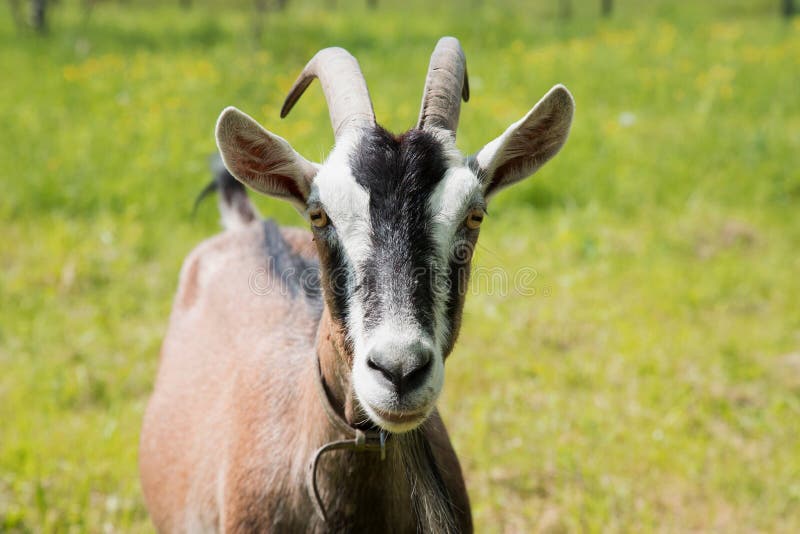 A Goat Stands in a Meadow and Stares into the Frame Stock Image - Image ...