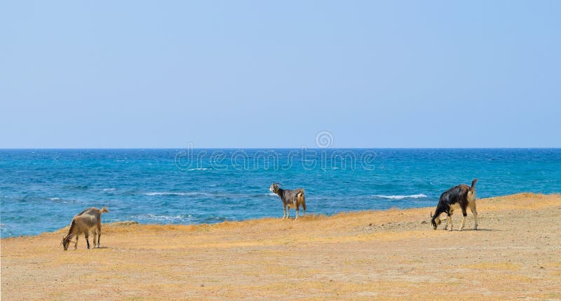 The goat stock image. Image of europe, brown, beach, ocean - 59710323