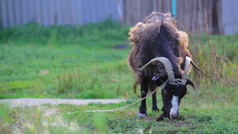 A Goat Stands in the Yard and Eats Grass. Copy Space, Medium Shot Stock ...