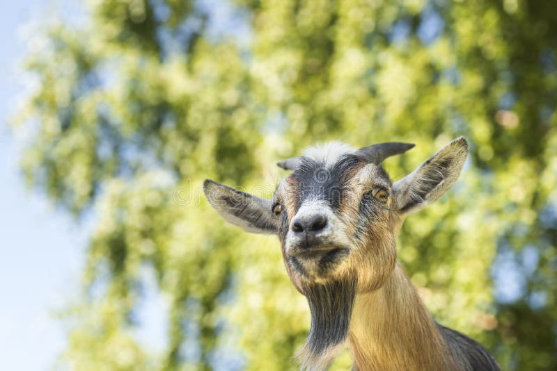Funny Goat Staring At Camera Stock Photo - Image of stiff, fence: 38381918